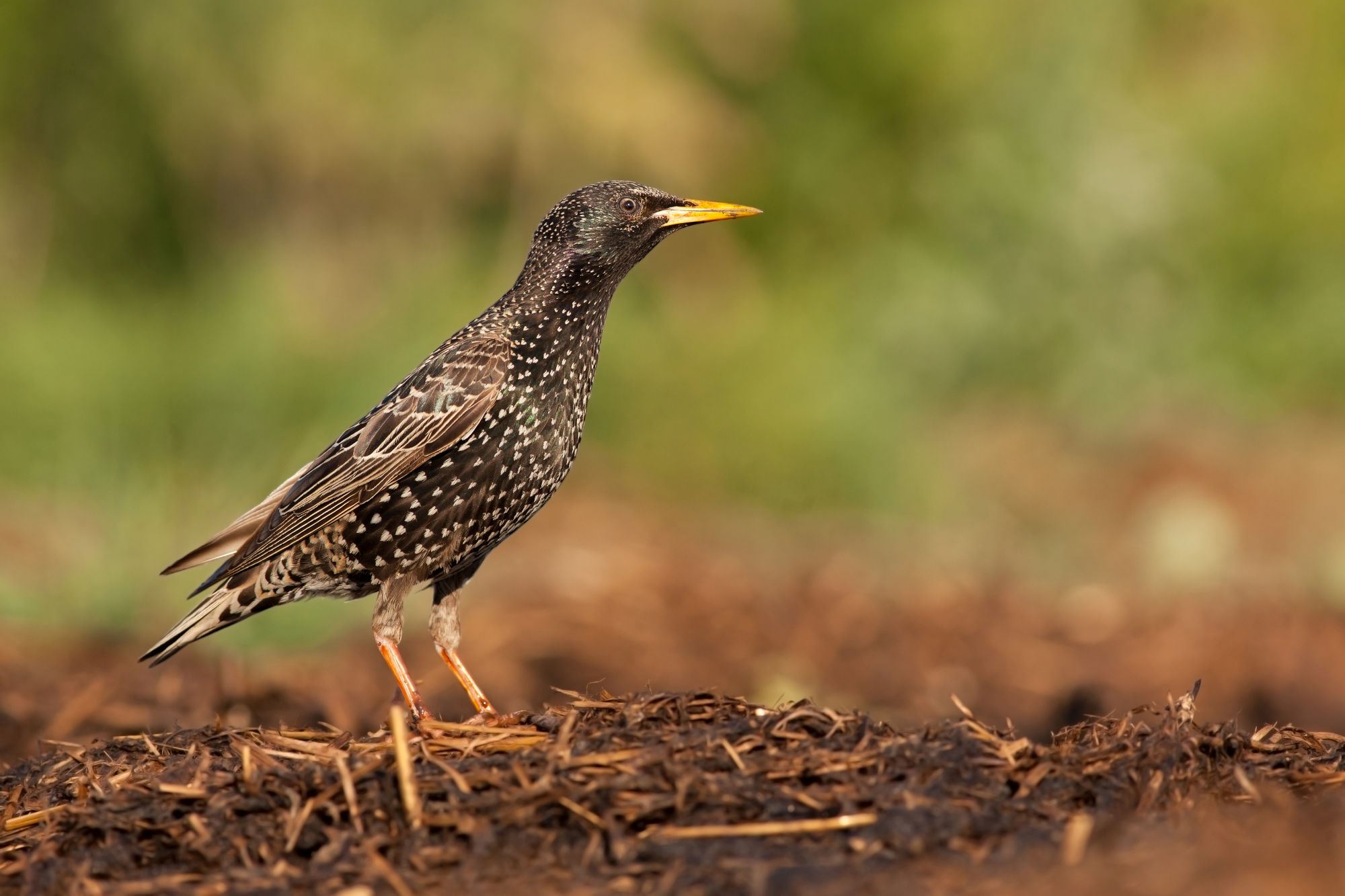 Modernizing bird monitoring while preserving long-term trends | PECBMS ...