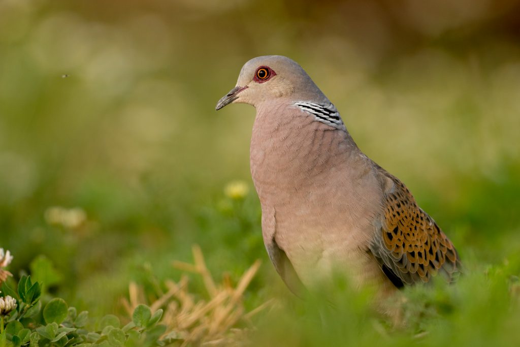 Trends of common birds in Europe, 2021 update | PECBMS - PECBMS