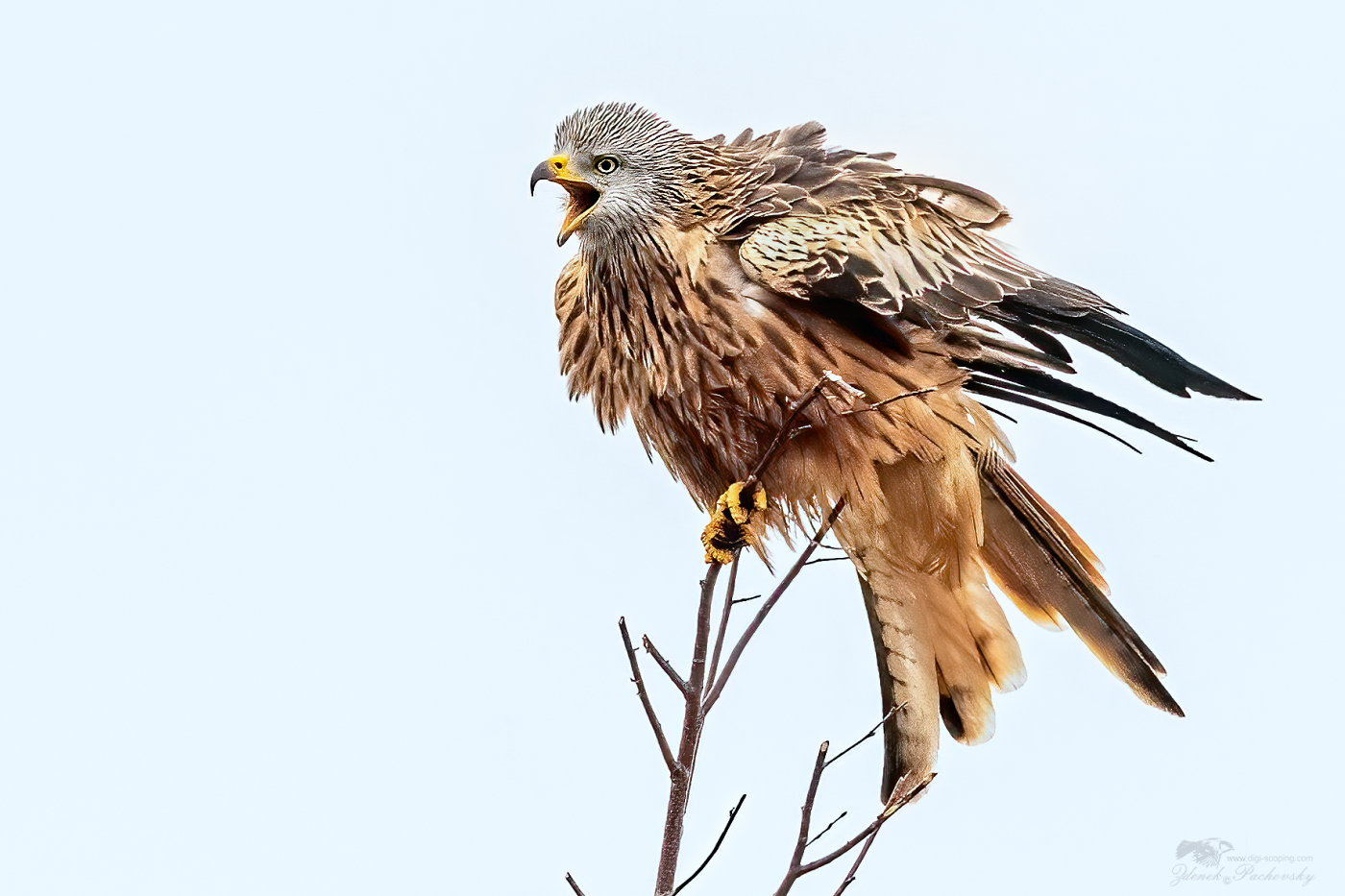 Report: Breeding Birds in the Netherlands 2020 | PECBMS - PECBMS