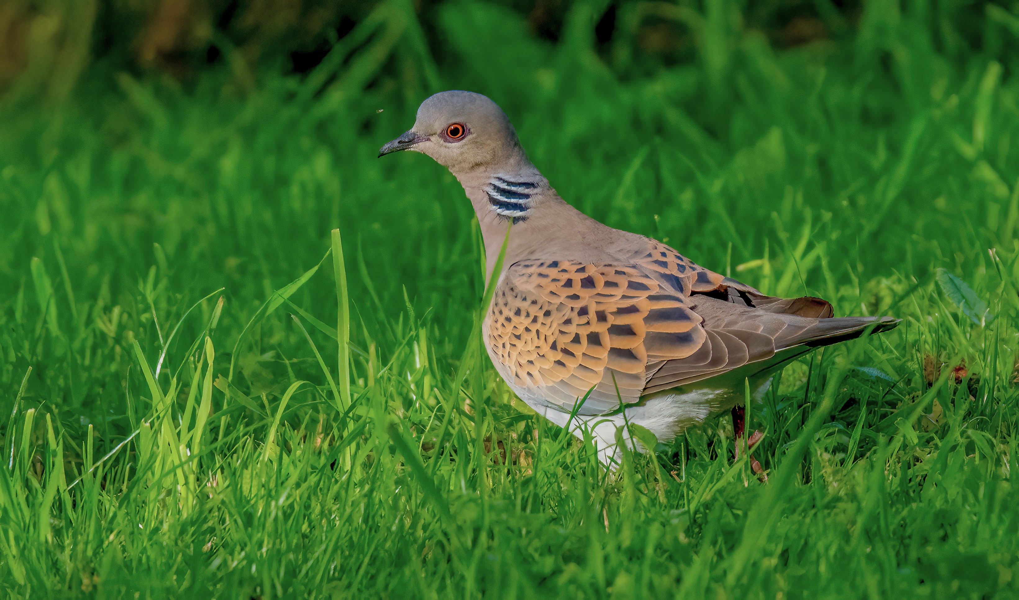 Science-based adaptive harvest management delivers population recovery ...