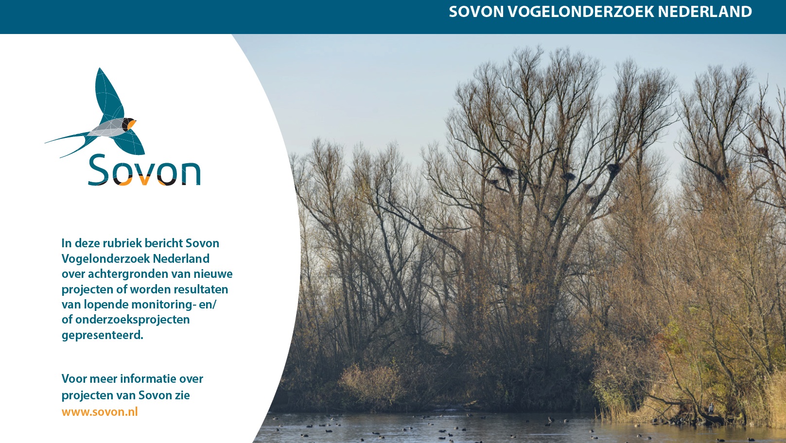 The first forty years of the Dutch breeding bird monitoring program ...